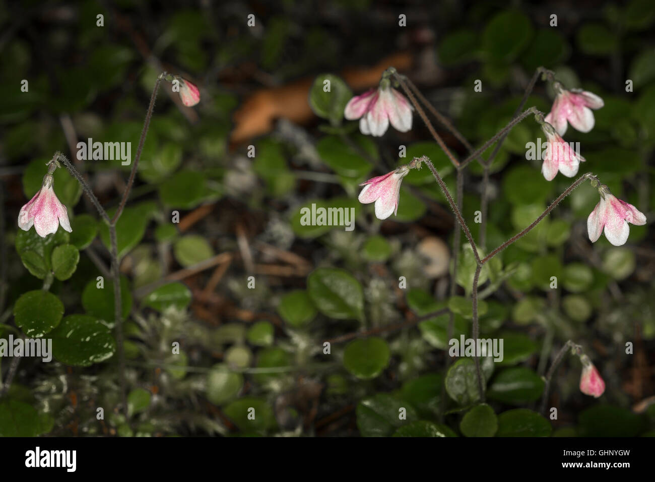 The rare Twinflower ( Linnaea borealis Stock Photo - Alamy
