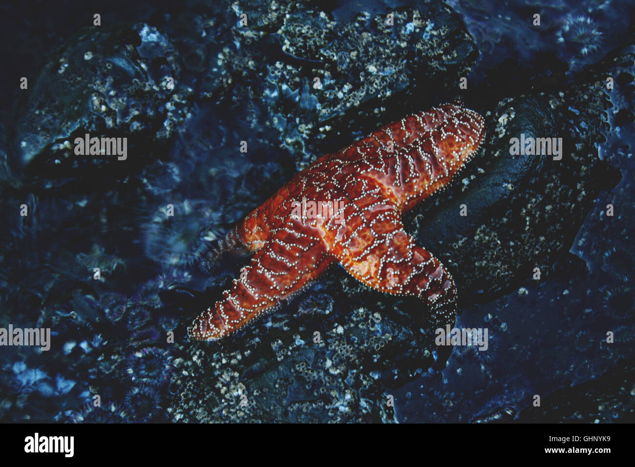 Orange starfish in tidal pool Stock Photo - Alamy