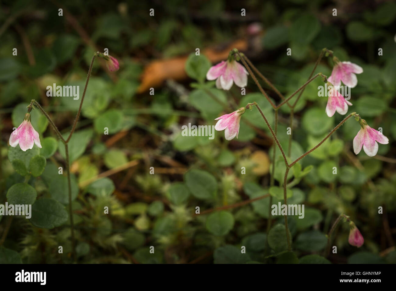 The rare Twinflower ( Linnaea borealis Stock Photo - Alamy