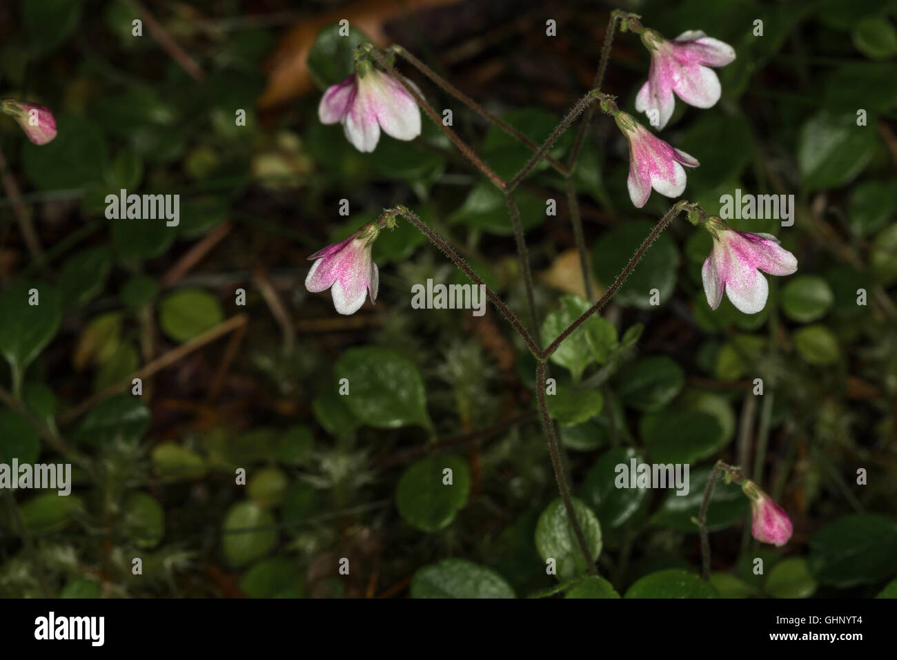 The rare Twinflower ( Linnaea borealis Stock Photo - Alamy