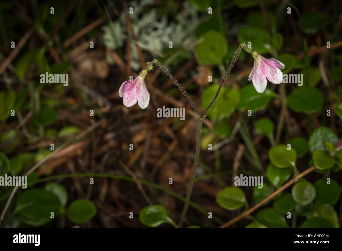 The rare Twinflower ( Linnaea borealis Stock Photo - Alamy