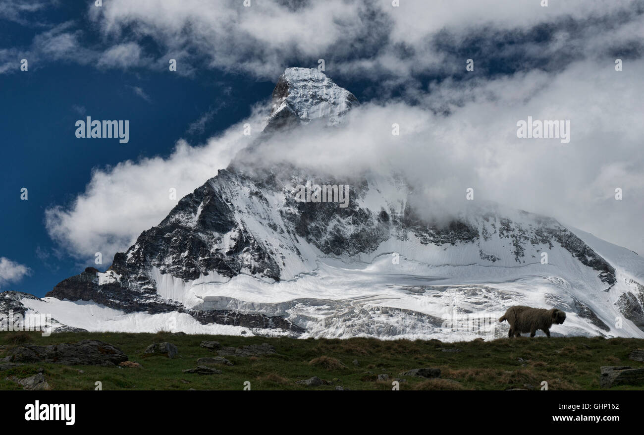 Valais Blacknose sheep fronting the Matterhorn, Zermatt, Switzerland ...