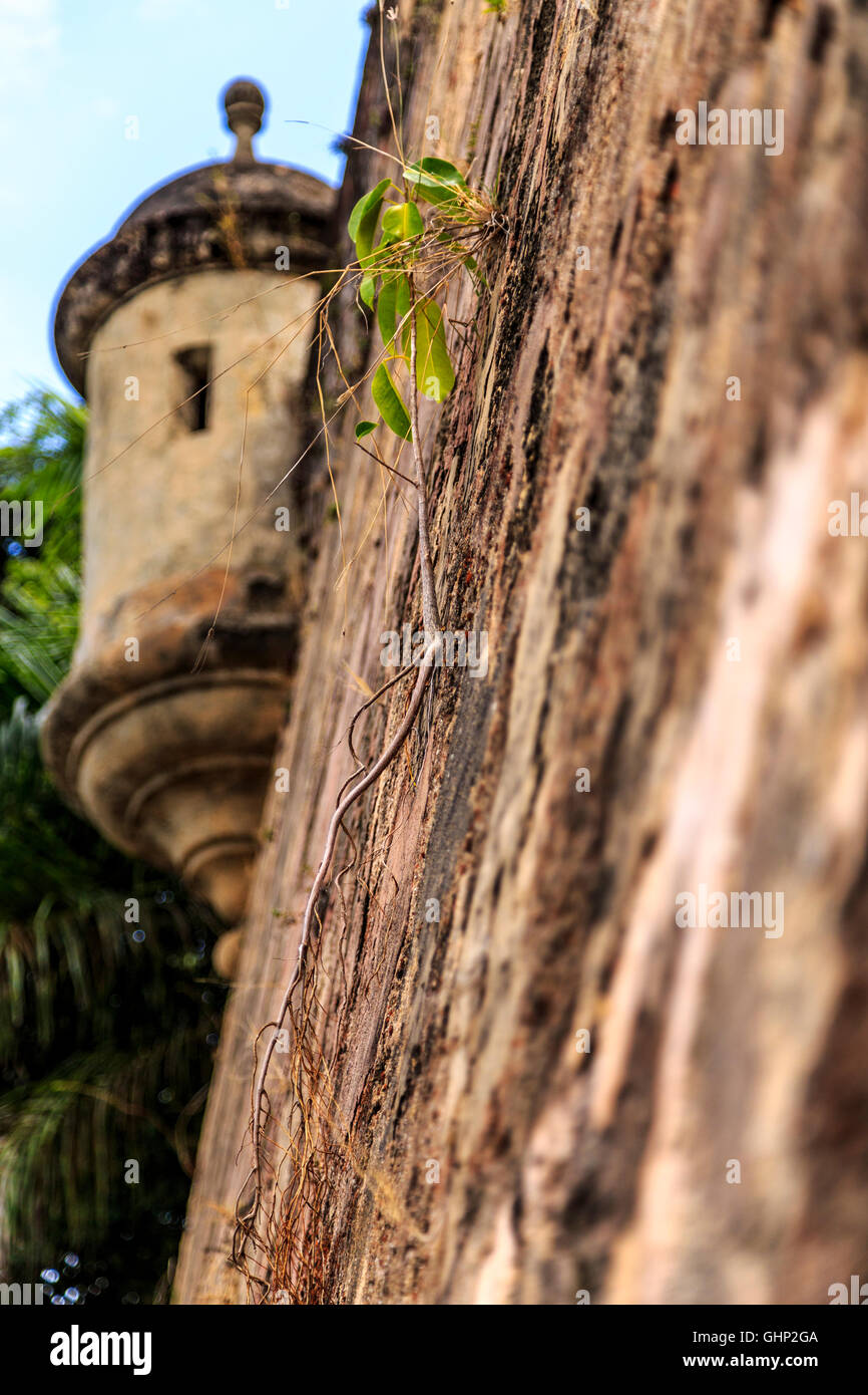 Vine Growing on Fortress Wall with Sentry Lookout Posts in Old San Juan ...
