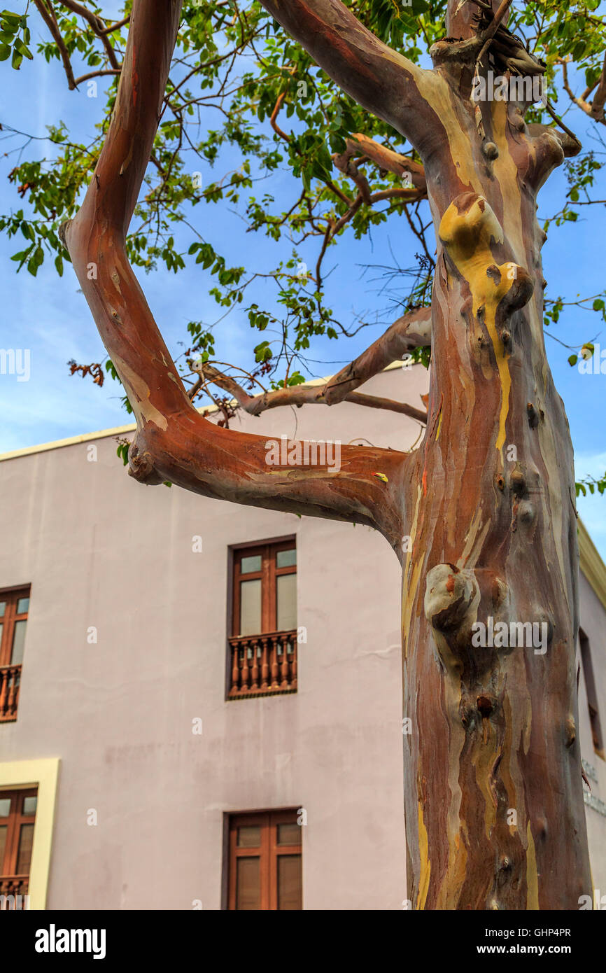 Rare Trees In Puerto Rico