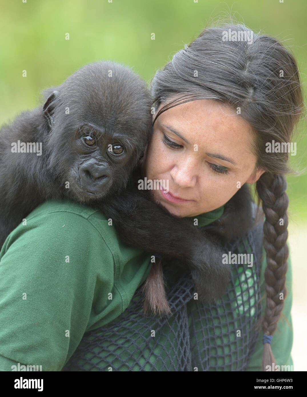 Afia the six month old western lowland gorilla, who was born by emergency cesarean section on ...