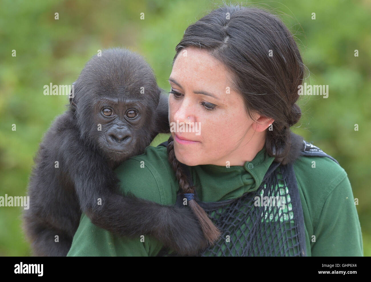 Baby gorillas enrichment hi-res stock photography and images - Alamy