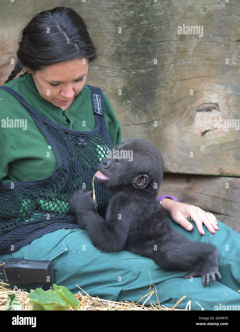 Baby gorillas enrichment hi-res stock photography and images - Alamy