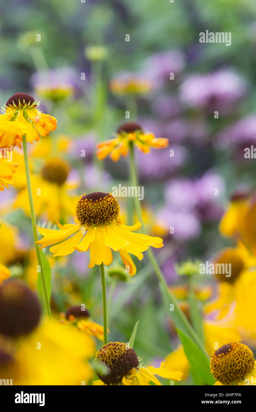 Helenium ‘Fata morgana’. Sneezeweed flower Stock Photo - Alamy