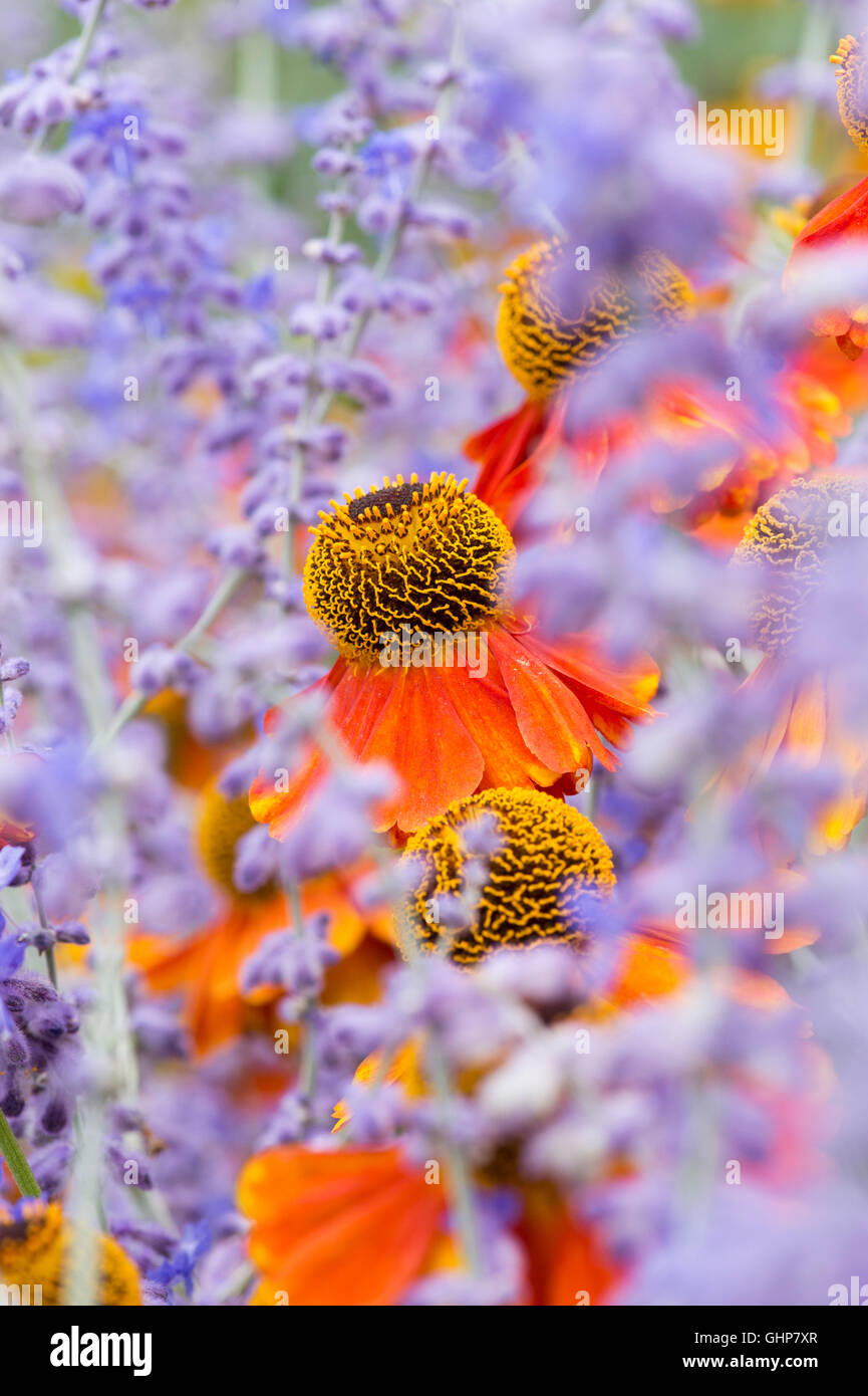 Helenium sahins early flowerer hi-res stock photography and images - Alamy