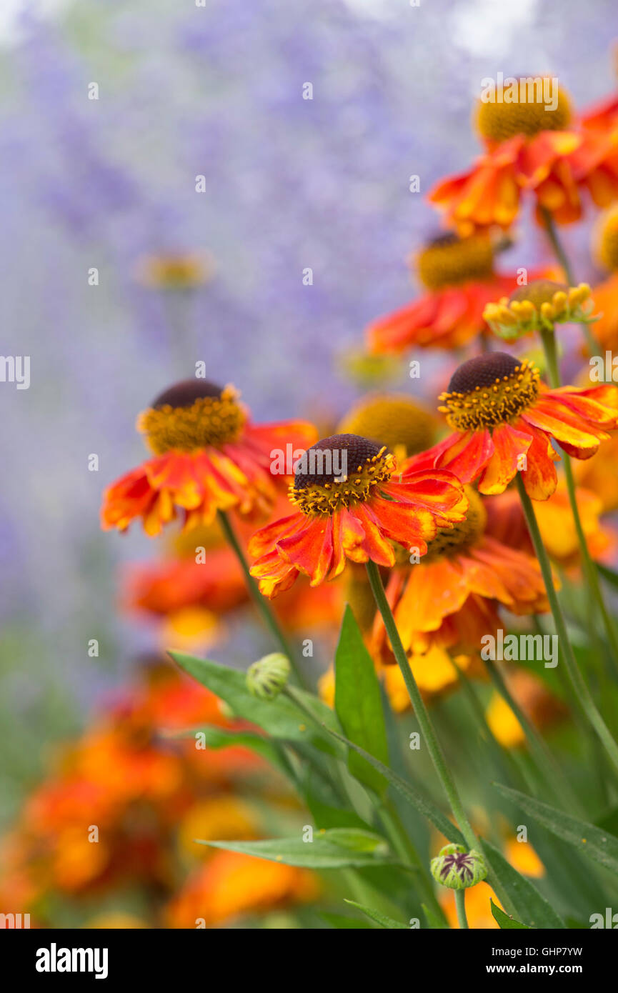 Helenium sahin's early flowerer. Sneezeweed flowers amongst Russian ...