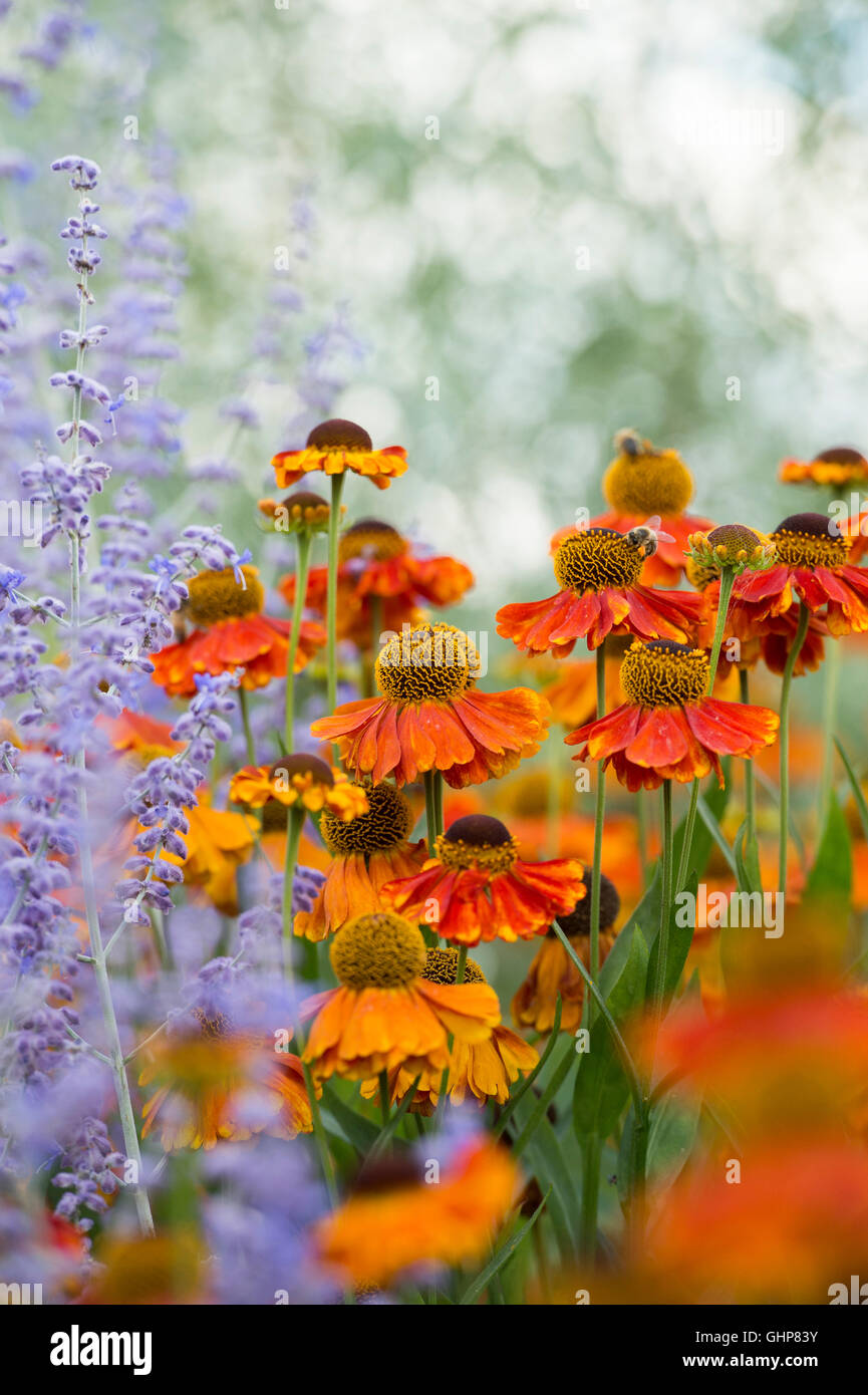 Helenium sahin's early flowerer. Sneezeweed flowers amongst Russian ...