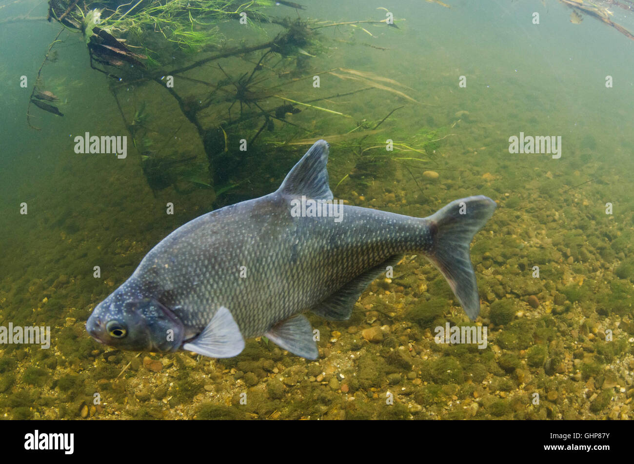 Common bream hi-res stock photography and images - Alamy