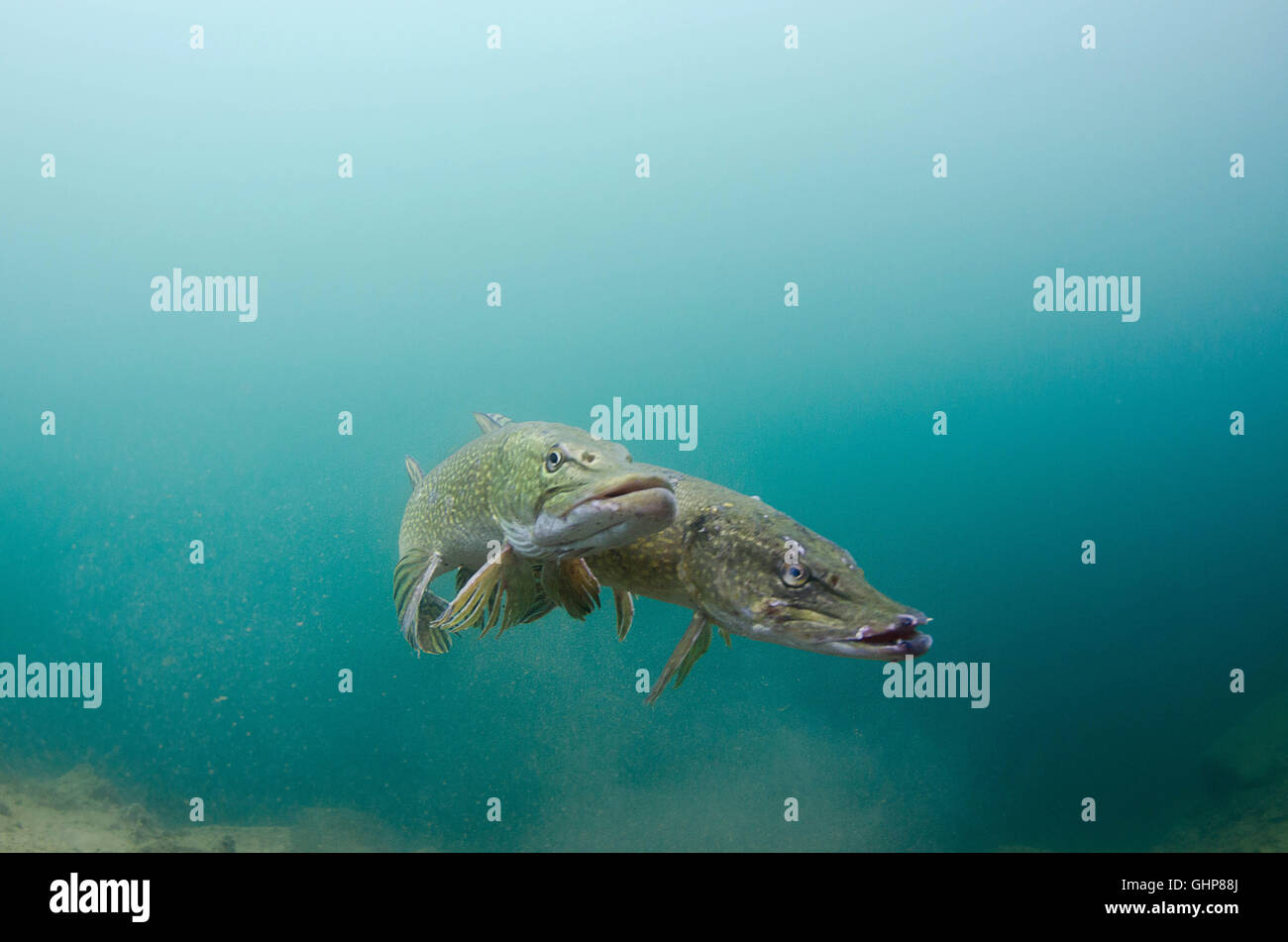 Spawning pair hi-res stock photography and images - Alamy