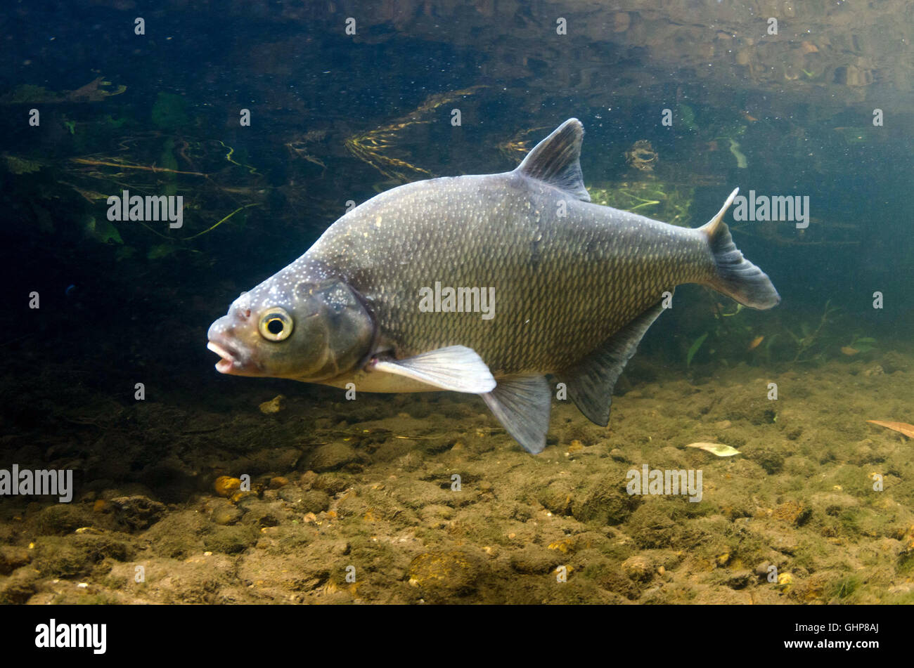 Common Bream Underwater Stock Photo - Alamy