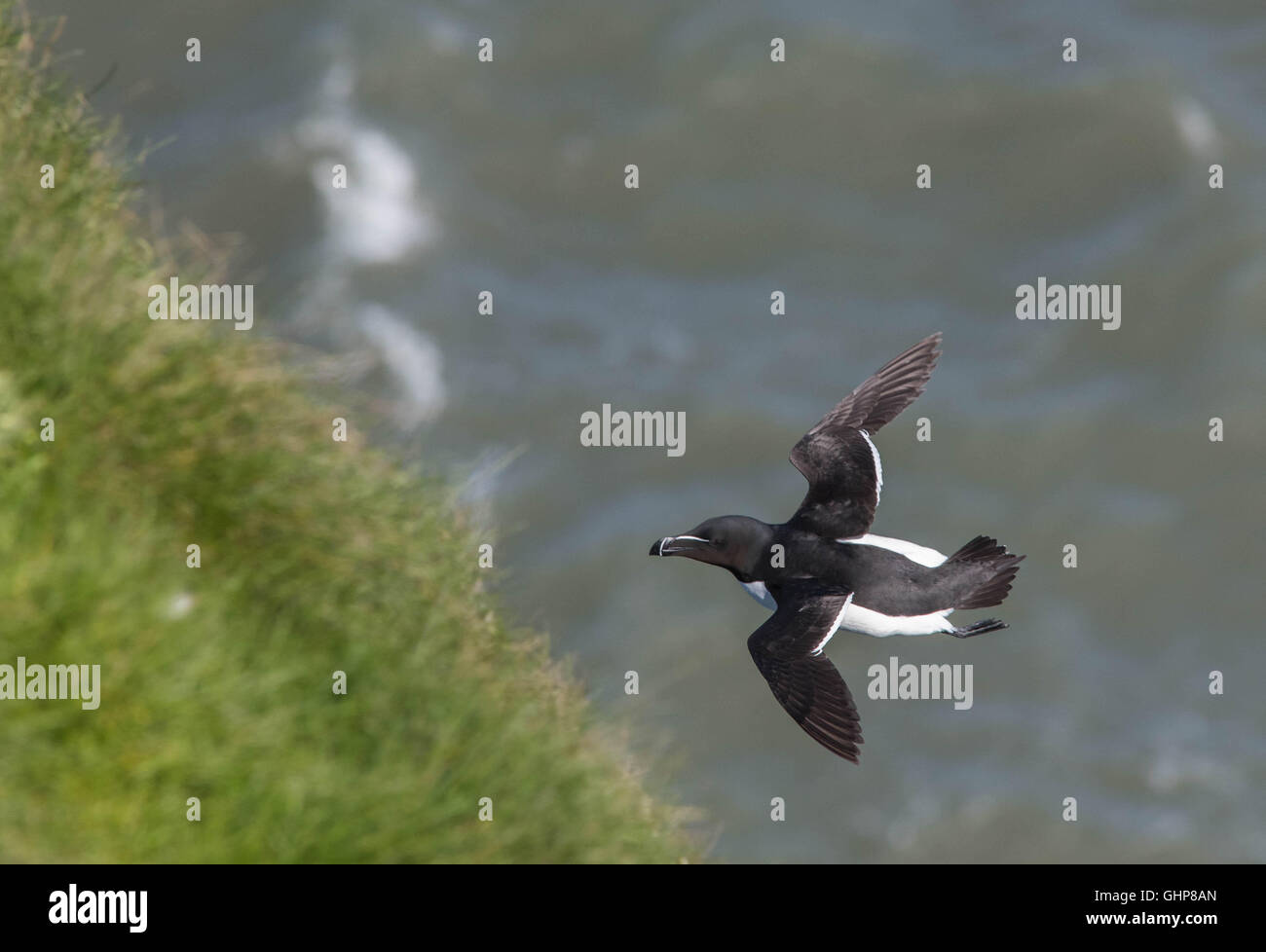 Coastal bird flying hi-res stock photography and images - Alamy