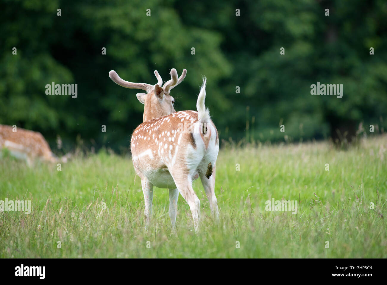 Pooing hi-res stock photography and images - Alamy