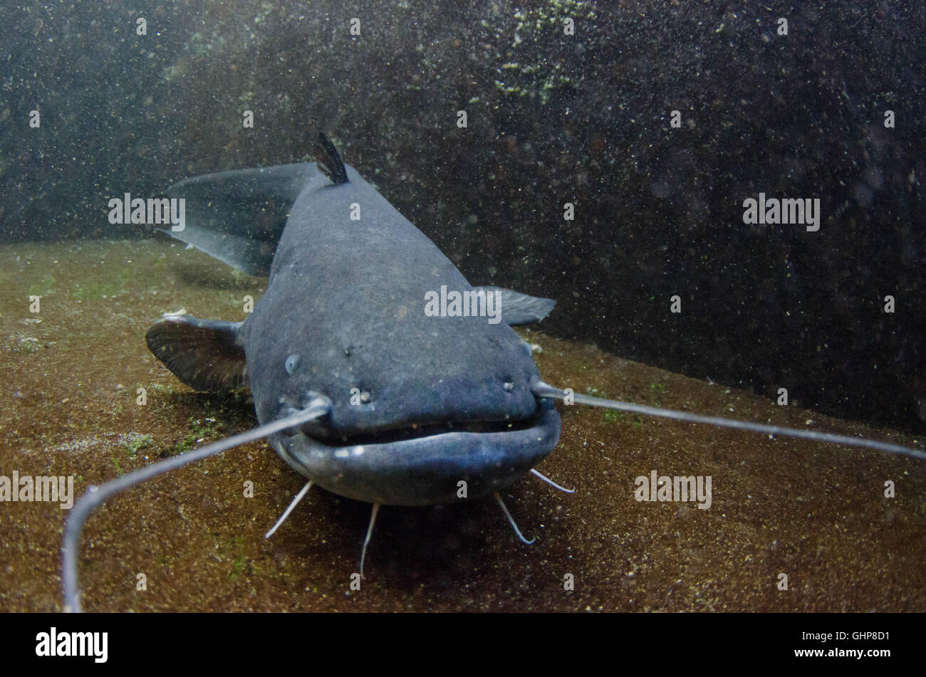 Alien Species Fish Fishing High Resolution Stock Photography and Images ...