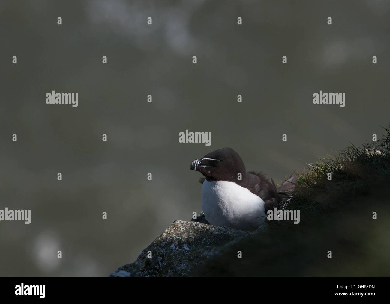 Razorbill beak hi-res stock photography and images - Alamy