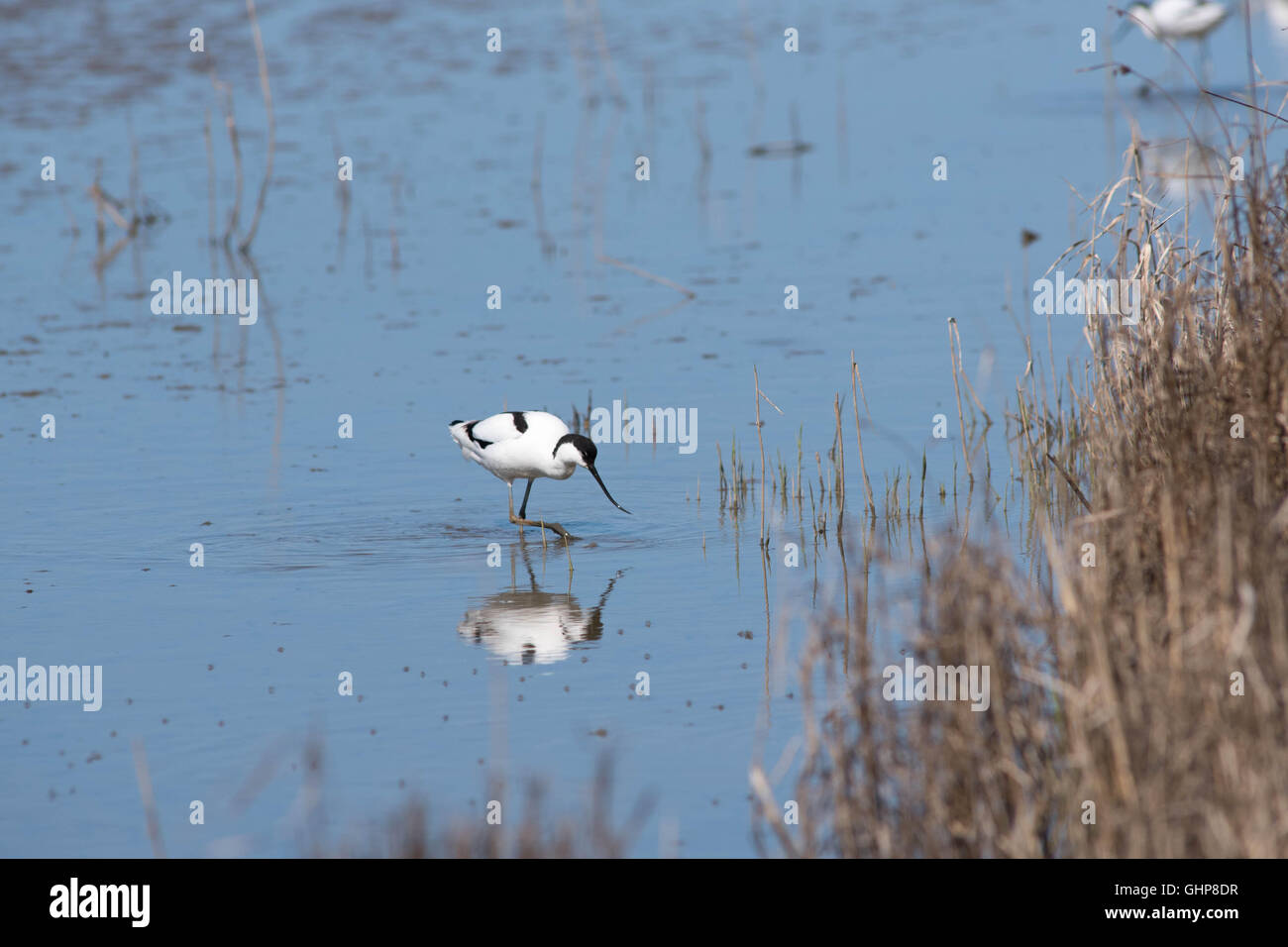Avocet norfolk hi-res stock photography and images - Alamy