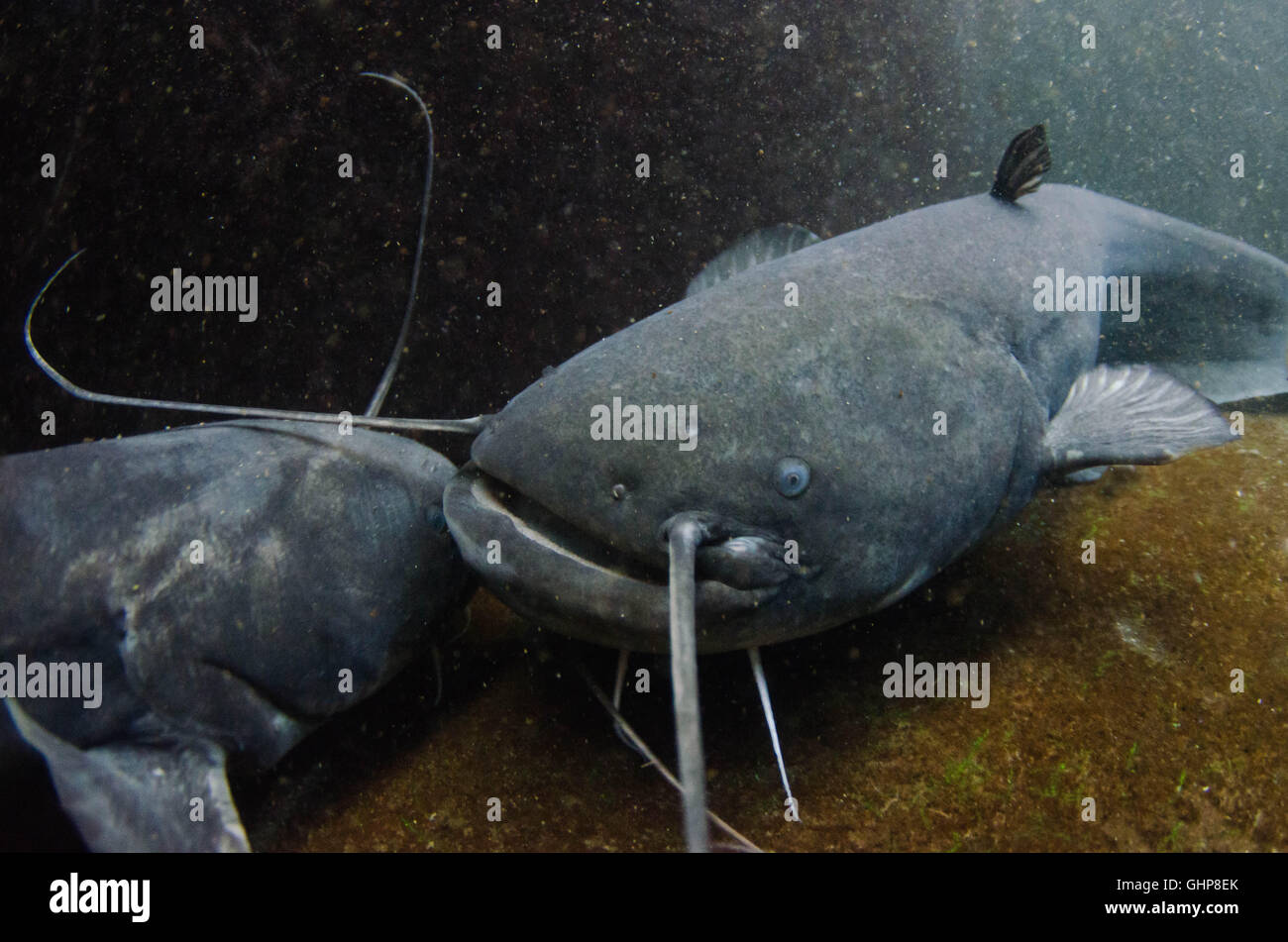 Alien Species Fish Fishing High Resolution Stock Photography and Images ...