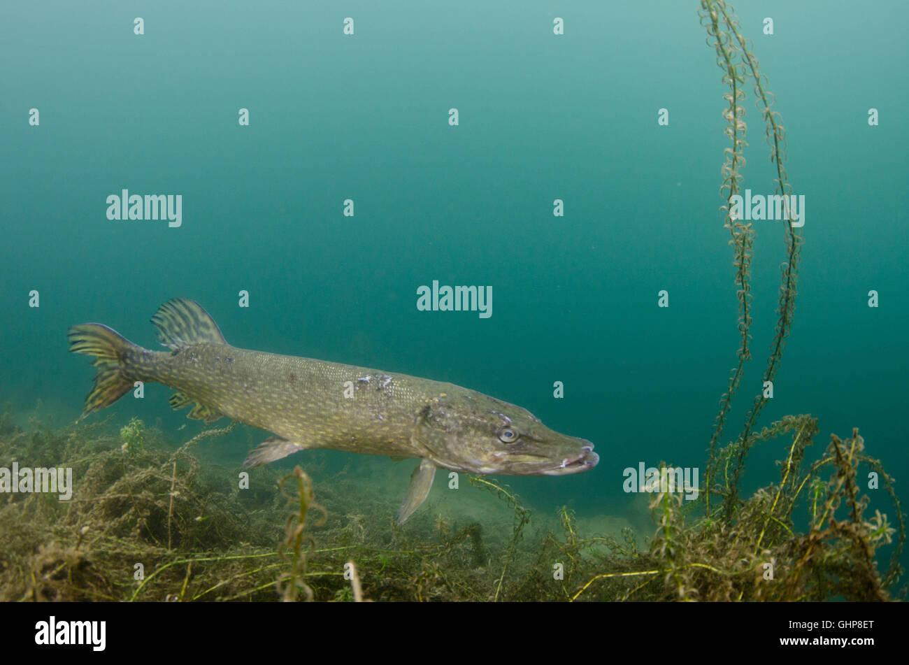 Pike underwater uk hi-res stock photography and images - Alamy