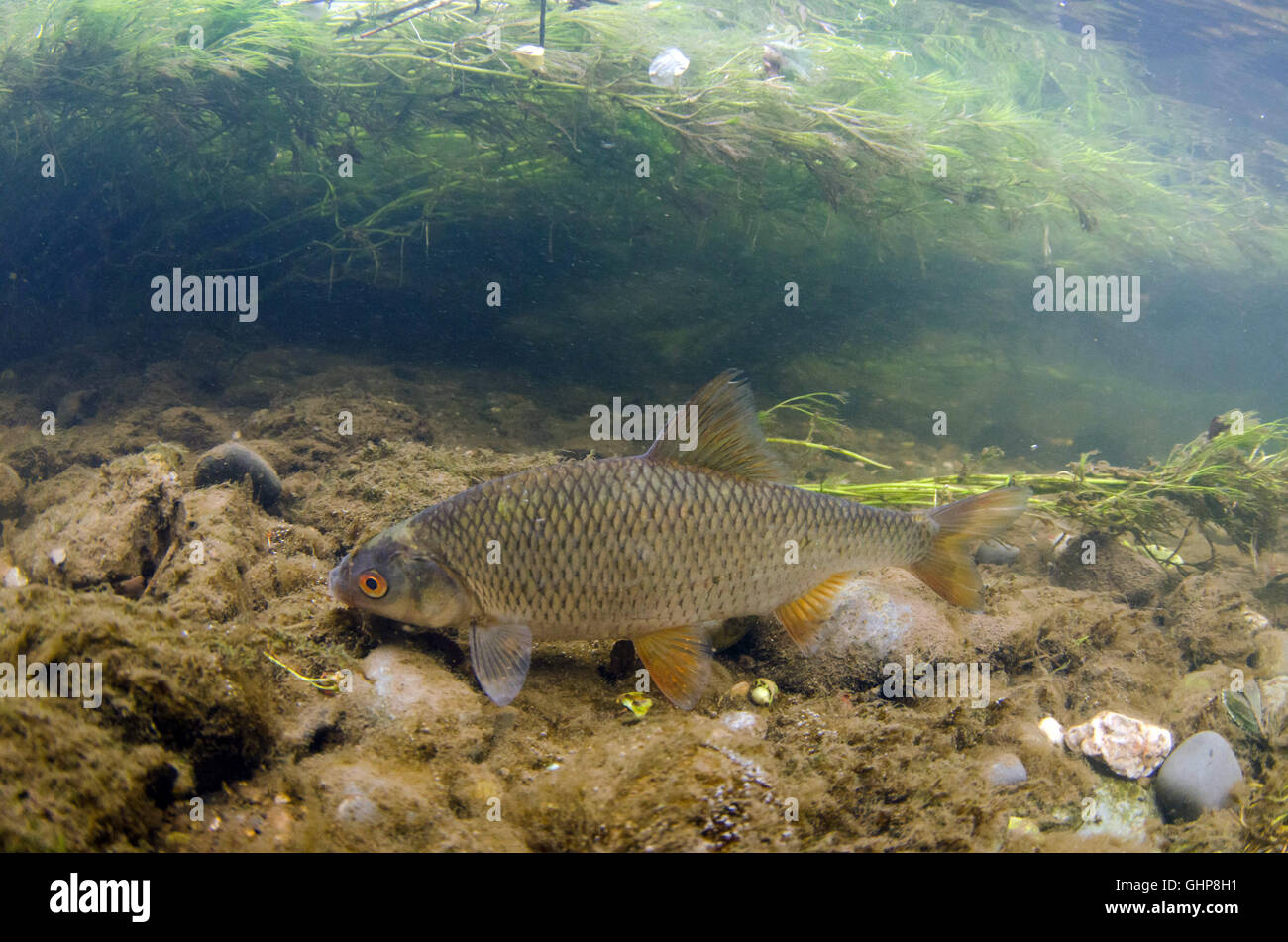 Roach river hi-res stock photography and images - Alamy