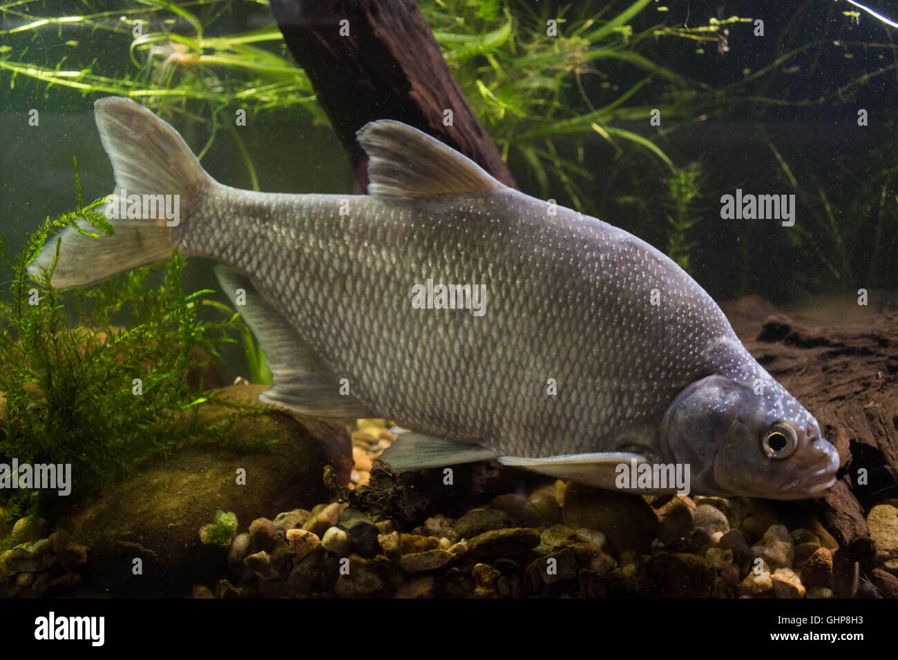 Common Bream Underwater Stock Photo - Alamy