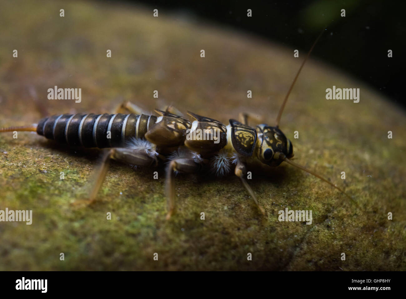 Cephalotes hi-res stock photography and images - Alamy