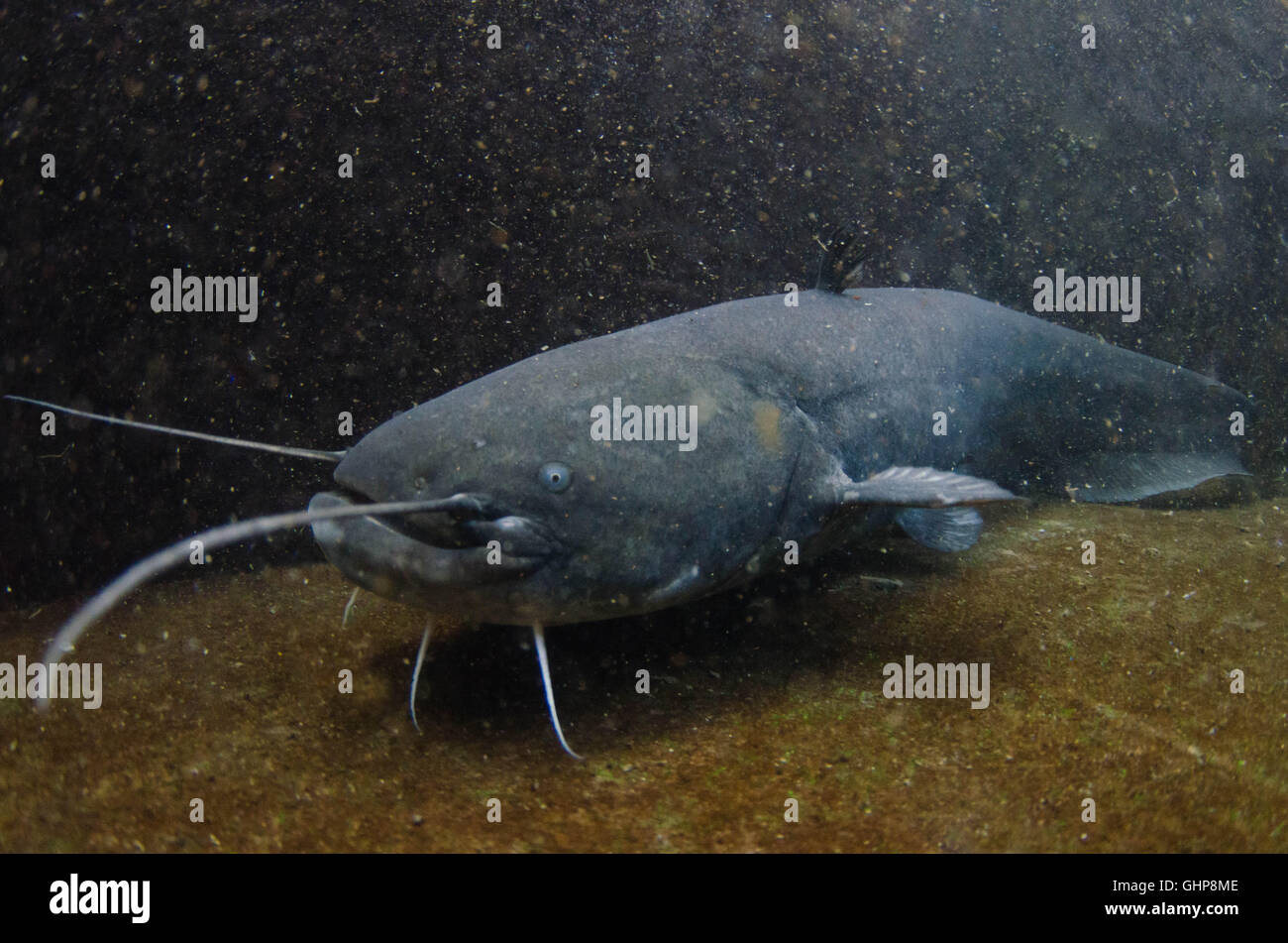 Wels catfish hi-res stock photography and images - Alamy