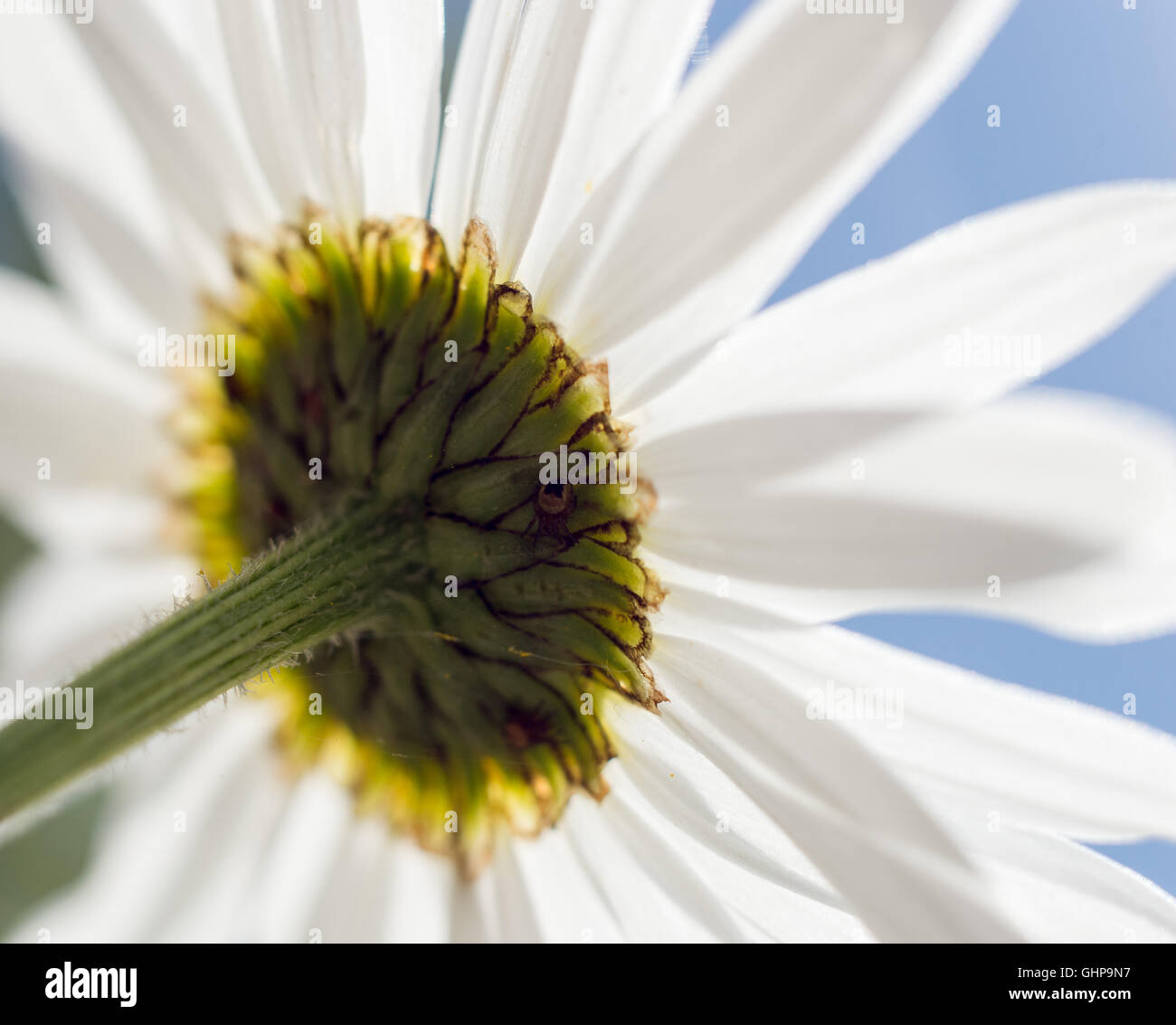 Photograph of common daisy hi-res stock photography and images - Alamy