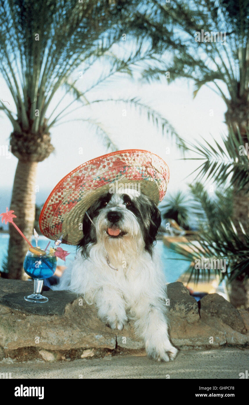 Willy wuff hi-res stock photography and images - Alamy