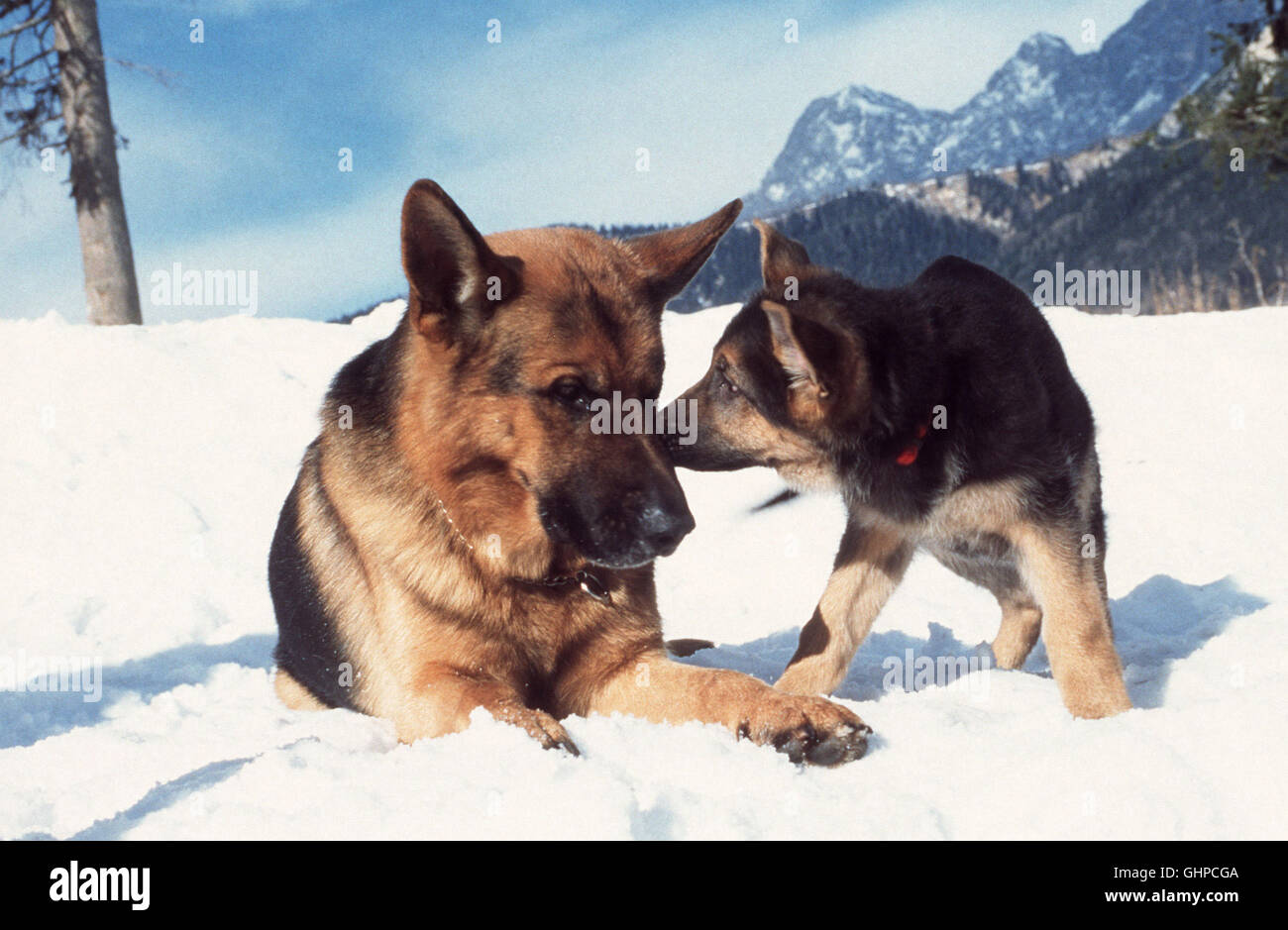 Baby Rex - Der kleine Kommissar Rex wächst mit dem achtjährigen Benny ...