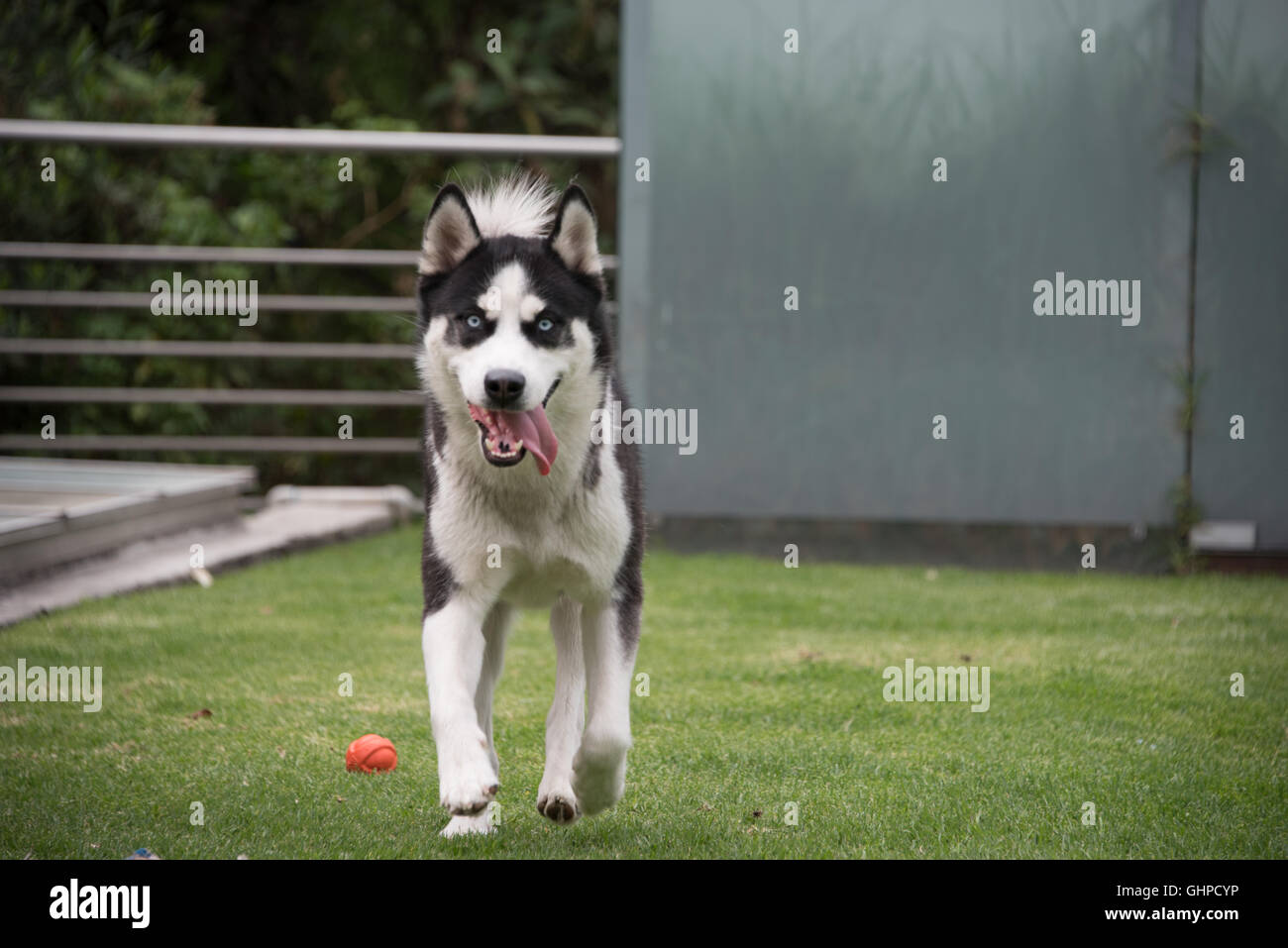 Full Grown White Husky
