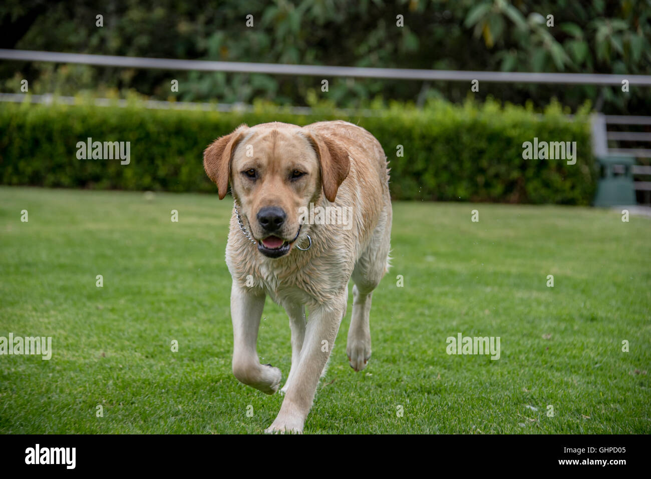 Labrador carrying stick hi-res stock photography and images - Alamy