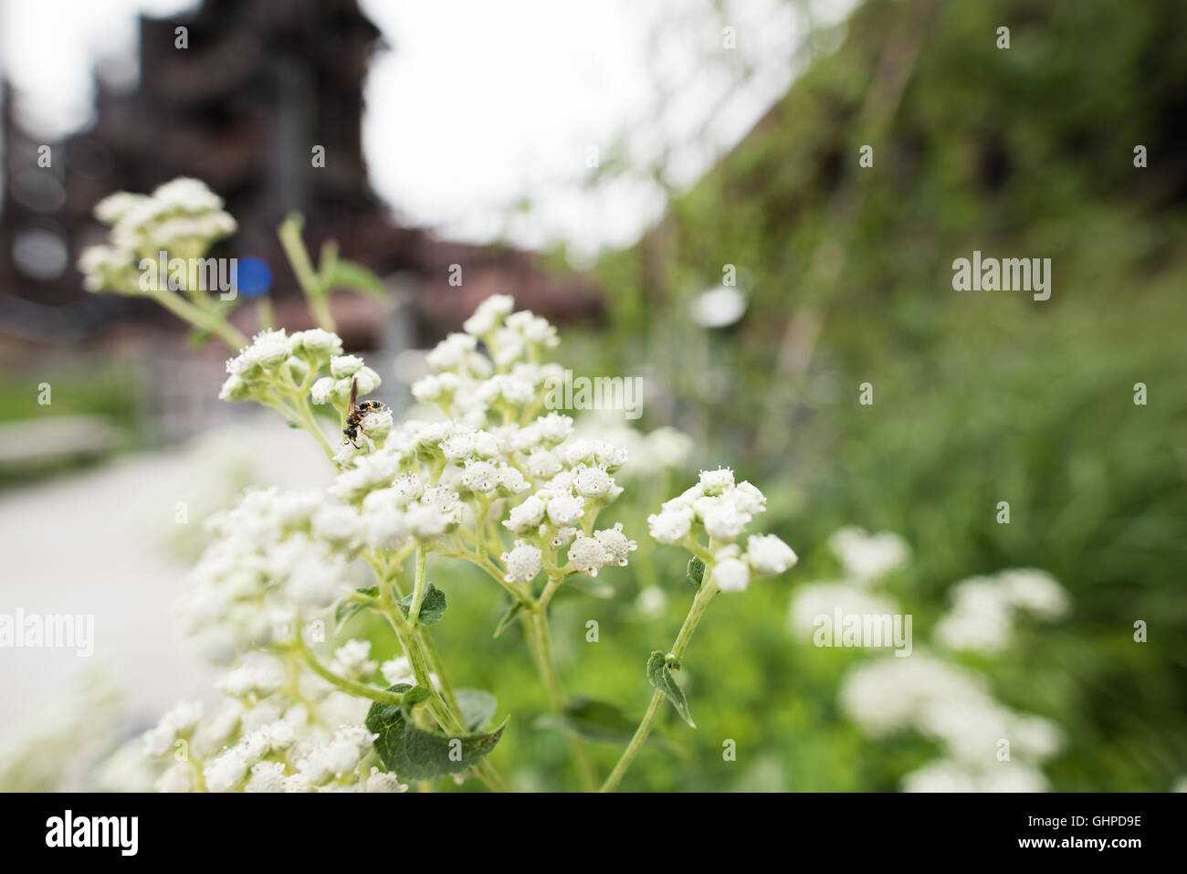 Close up of small budding plant with white flowers and an insect ...