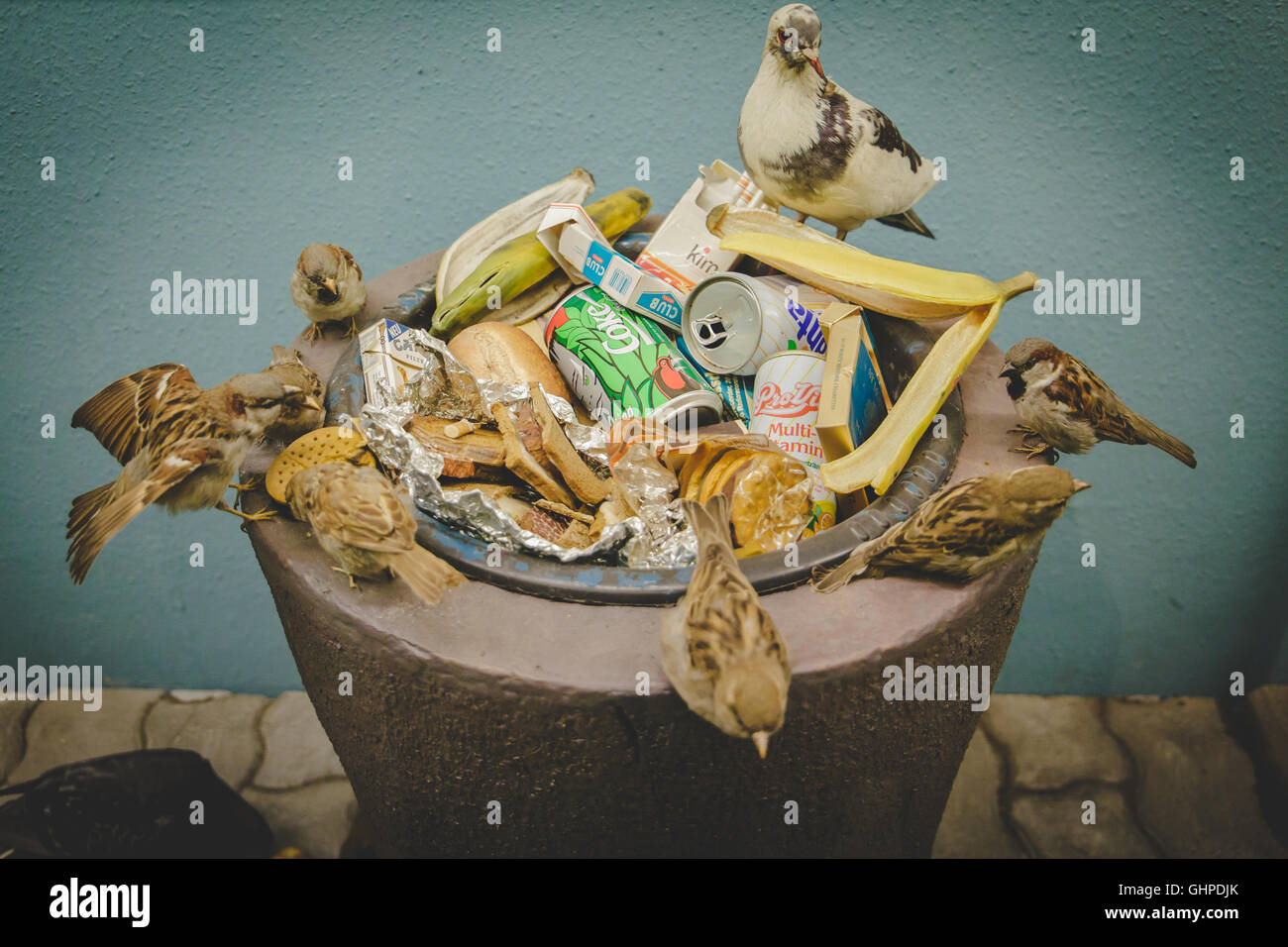 Bird specimens in natural history museum, Berlin, Germany Stock Photo ...