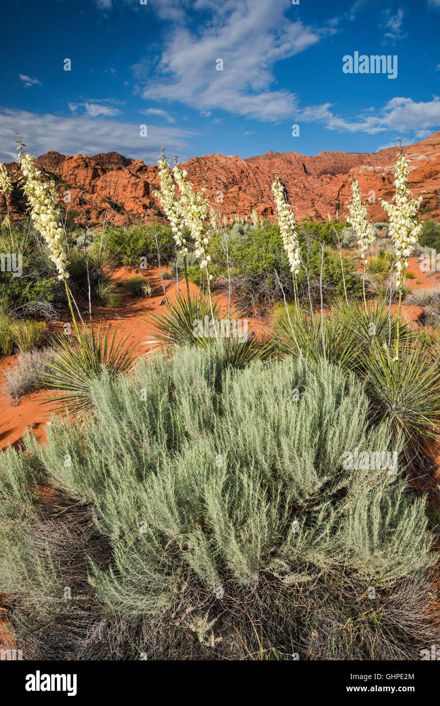 Utah yucca, sand sage at Whiptail Trail at Snow Canyon State Park, Utah ...