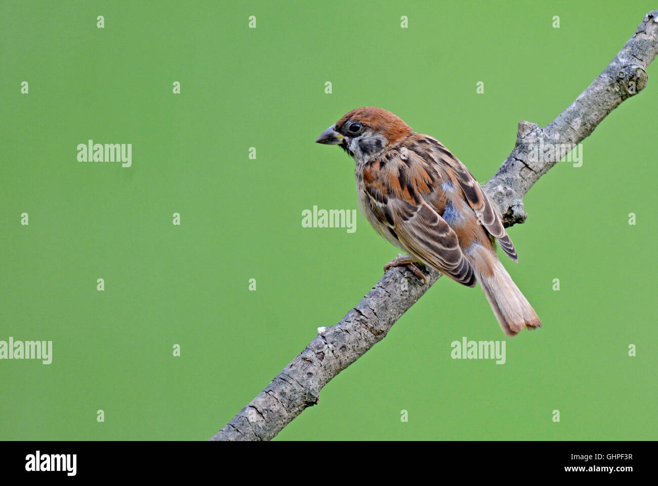 eurasian tree sparrow Stock Photo - Alamy
