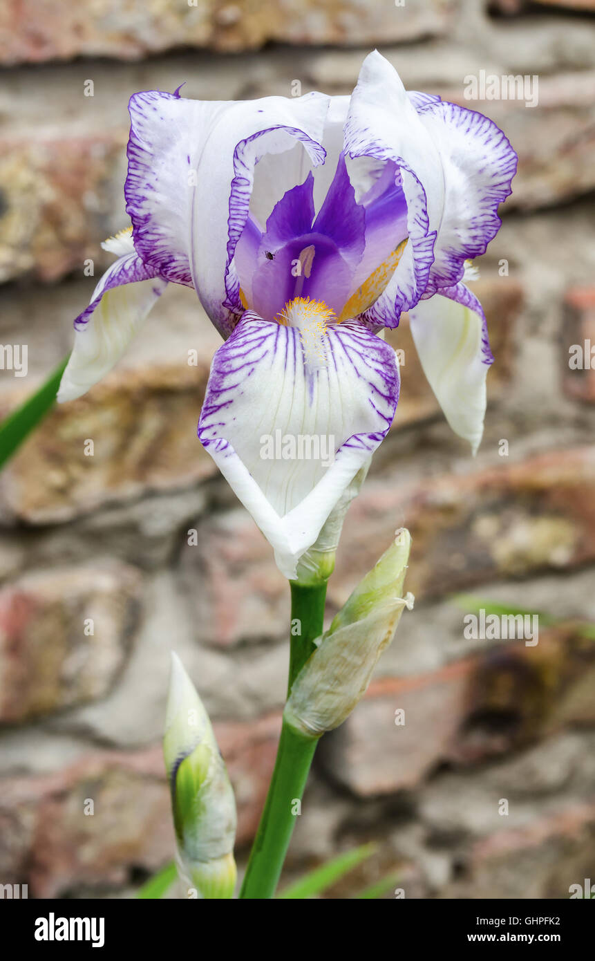 Lirio hi-res stock photography and images - Alamy