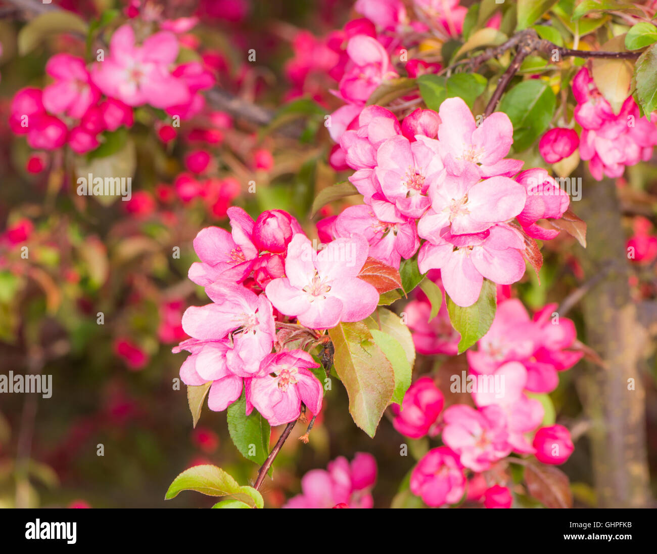 Apple blossom tree flowering hi-res stock photography and images - Alamy