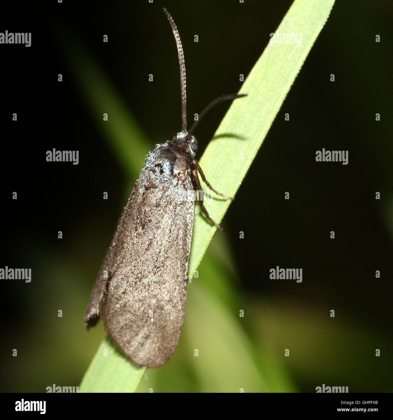 European Rhagades pruni moth - Zygaenidae - unofficial English name ...