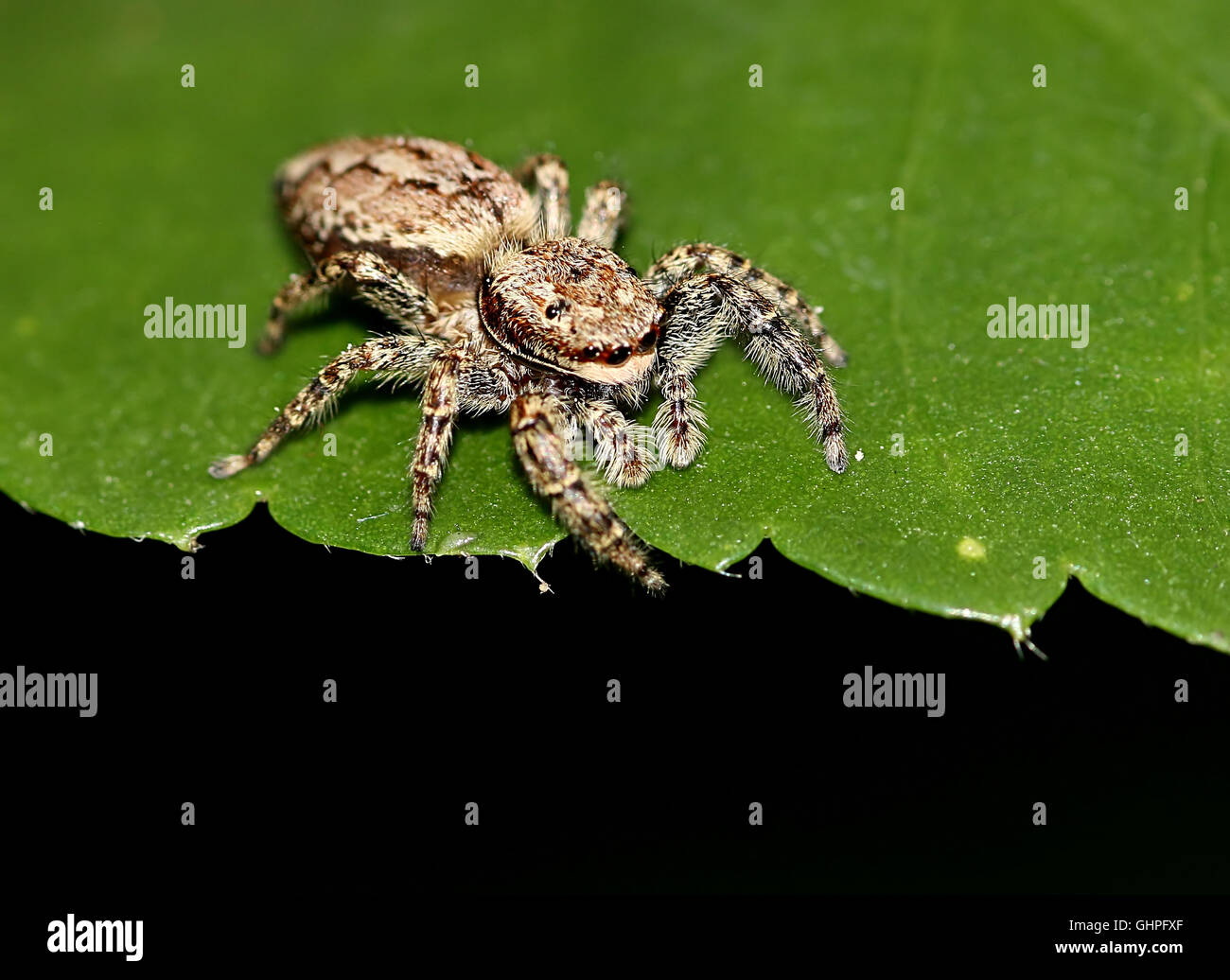 Female European Marpissa muscosa jumping spider posing on a leaf Stock ...