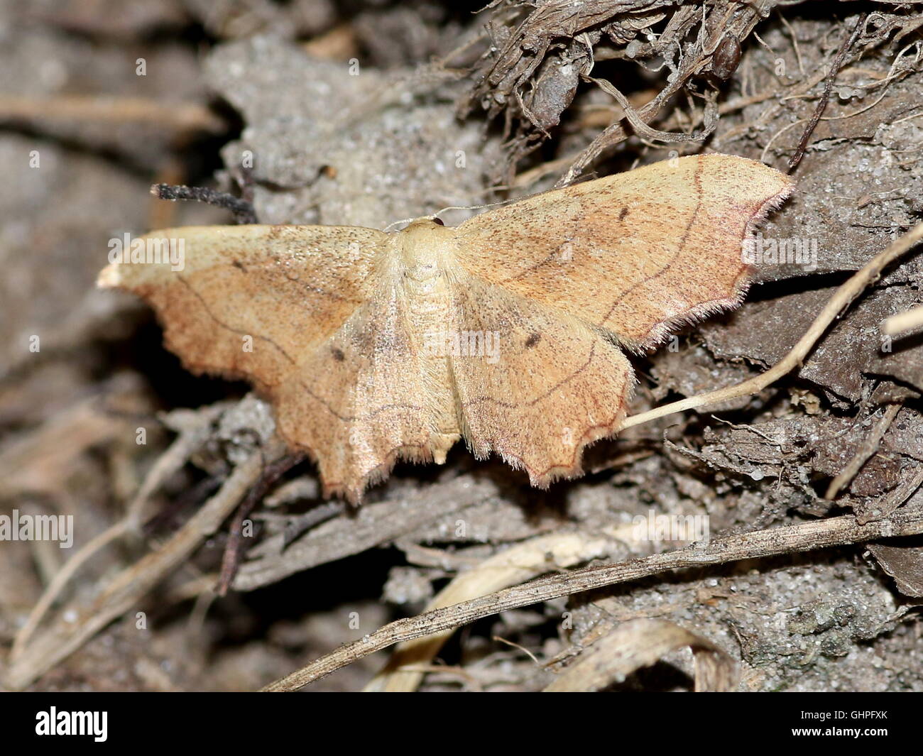 European Small Scallop moth (Idaea emarginata Stock Photo - Alamy