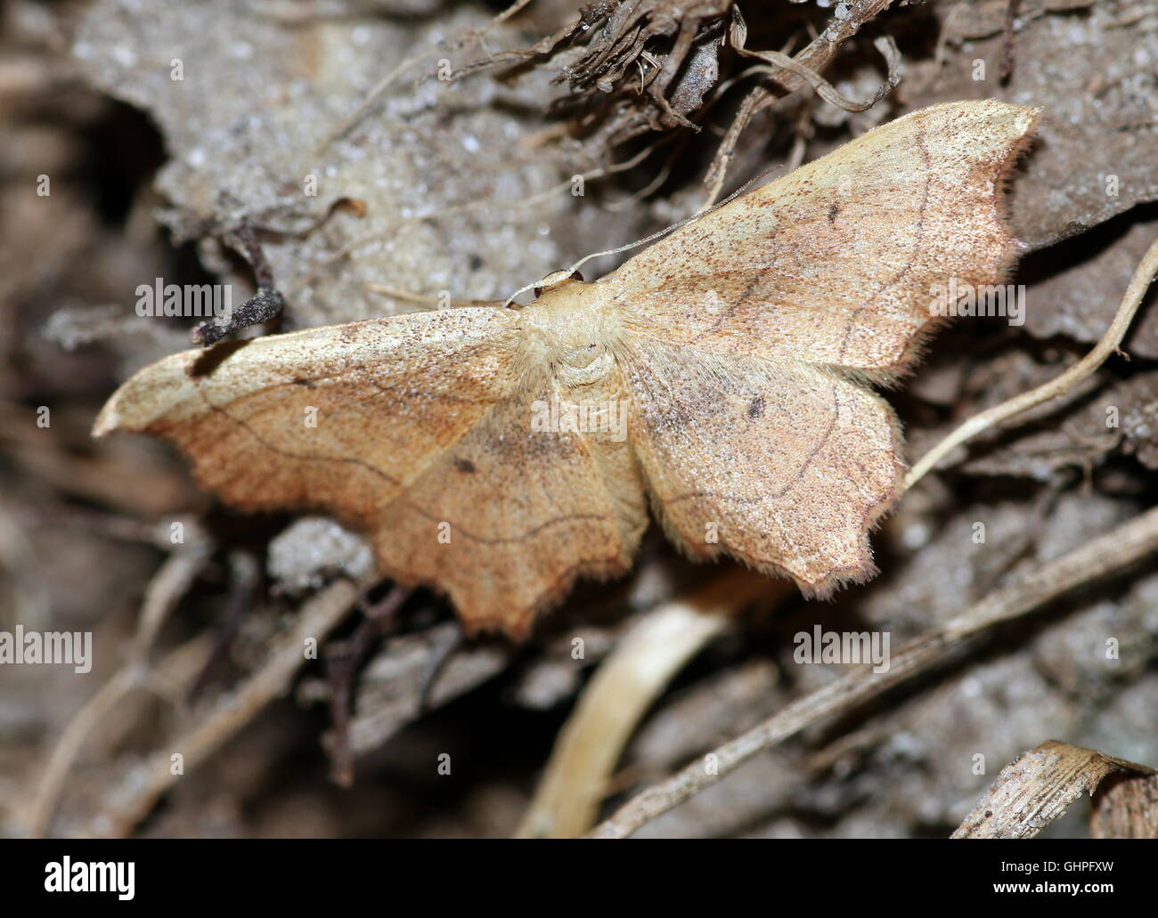 European Small Scallop moth (Idaea emarginata Stock Photo - Alamy