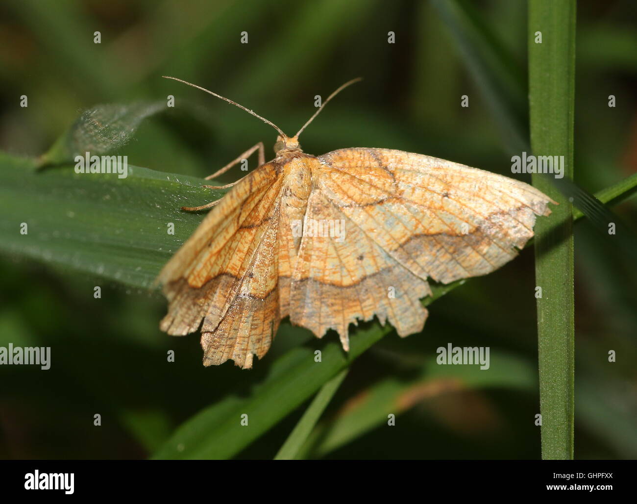 European Bordered Beauty moth ( Epione repandaria - Geometridae Stock ...