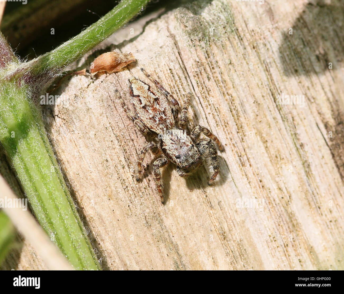 European Marpissa muscosa jumping spider Stock Photo - Alamy