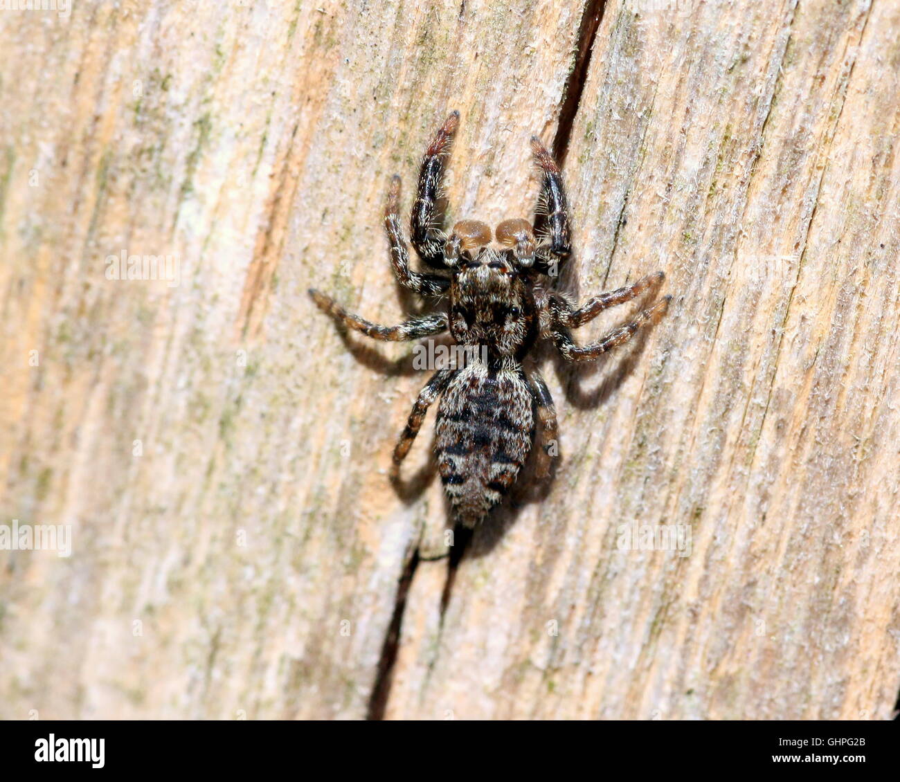 European Marpissa muscosa jumping spider Stock Photo - Alamy