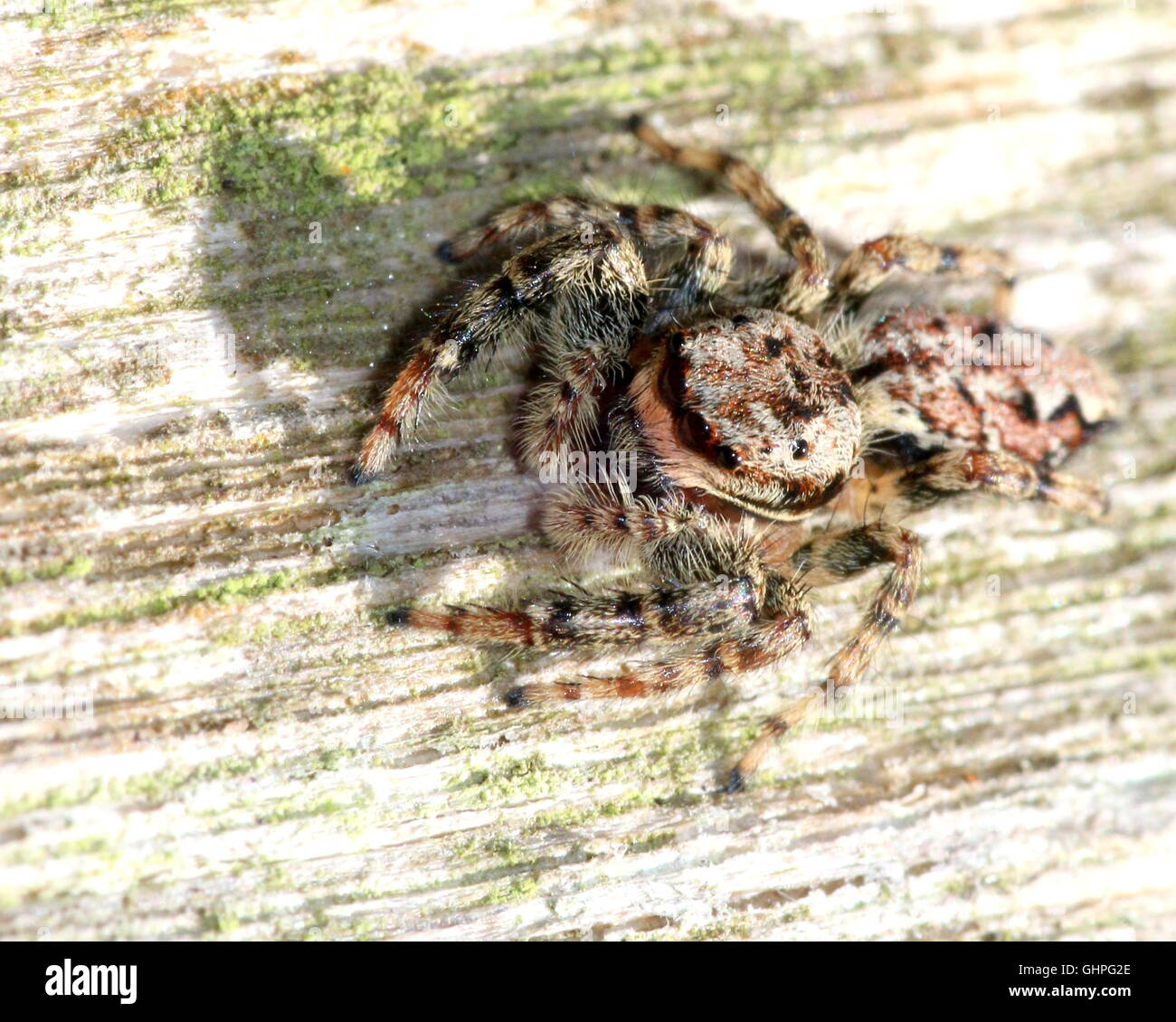 European Marpissa muscosa jumping spider Stock Photo - Alamy