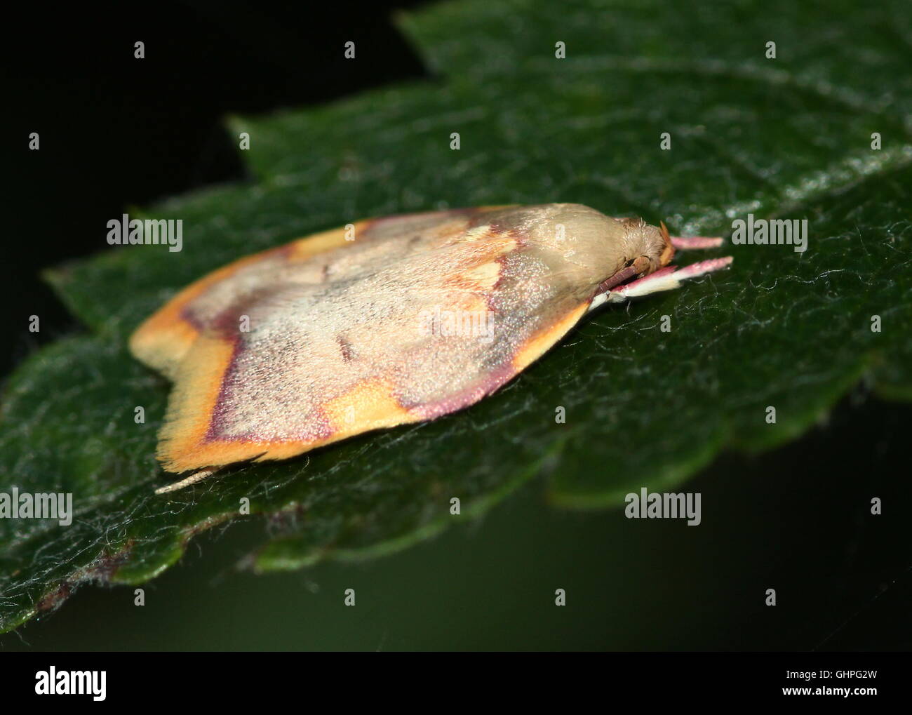 European Oak lantern moth (Carcina quercana), a.k.a. Long horned flat ...
