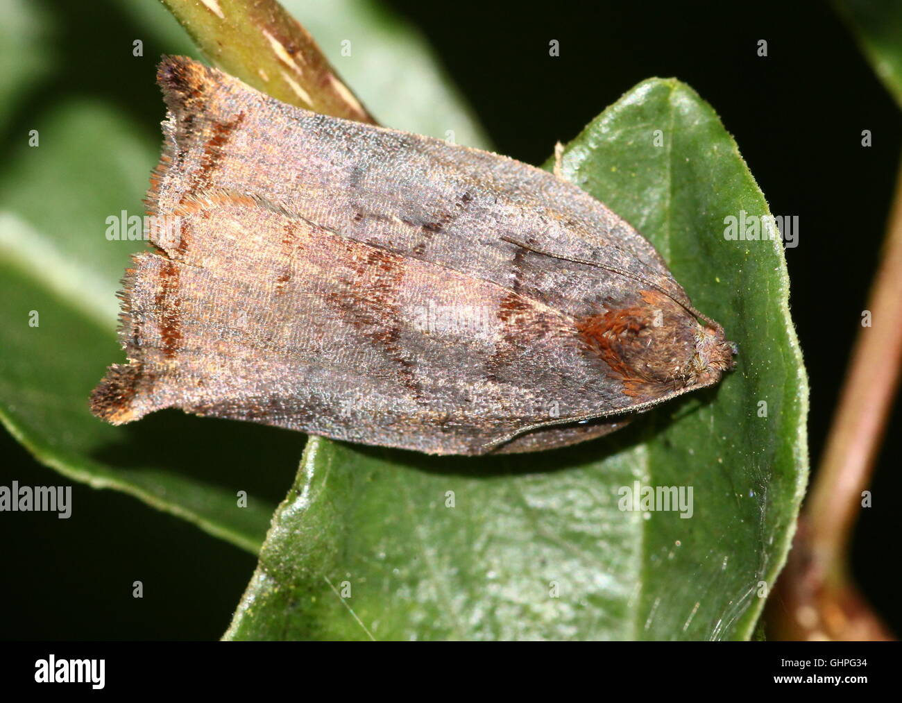 Female micromoth hi-res stock photography and images - Alamy